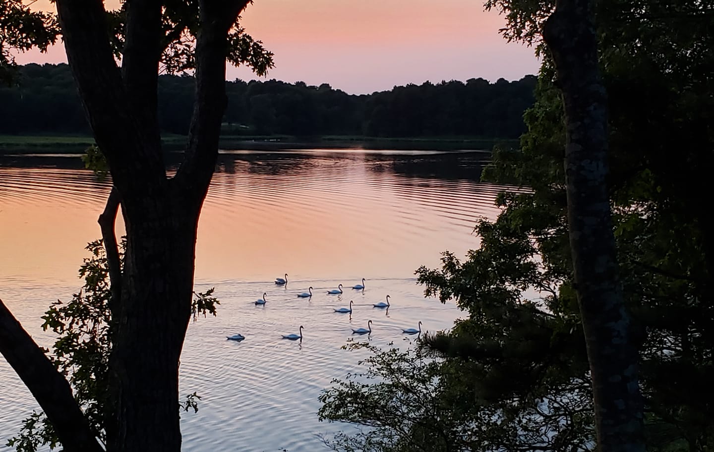 Our Bay is in Trouble – Save Our Shoestring