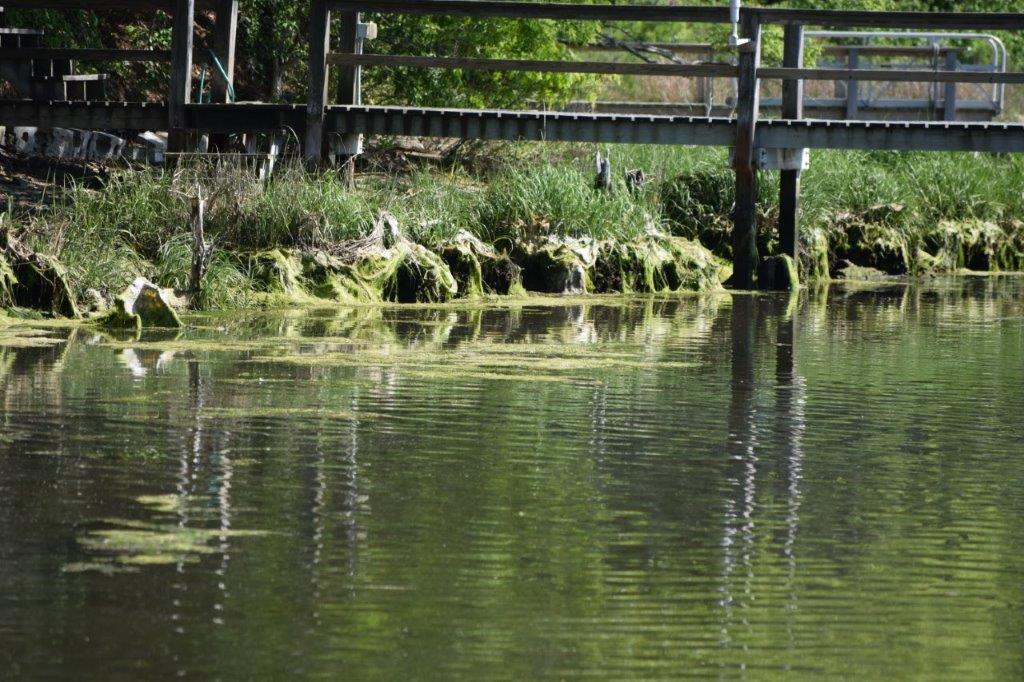 What’s Happened to our Bay is Criminal – Save Our Shoestring